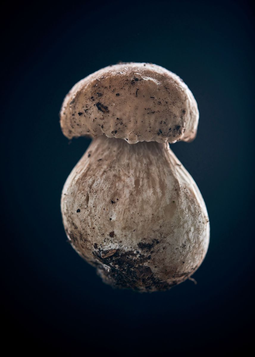 'Le Cepe' Poster, picture, metal print, paint by Nicolas Barret | Displate