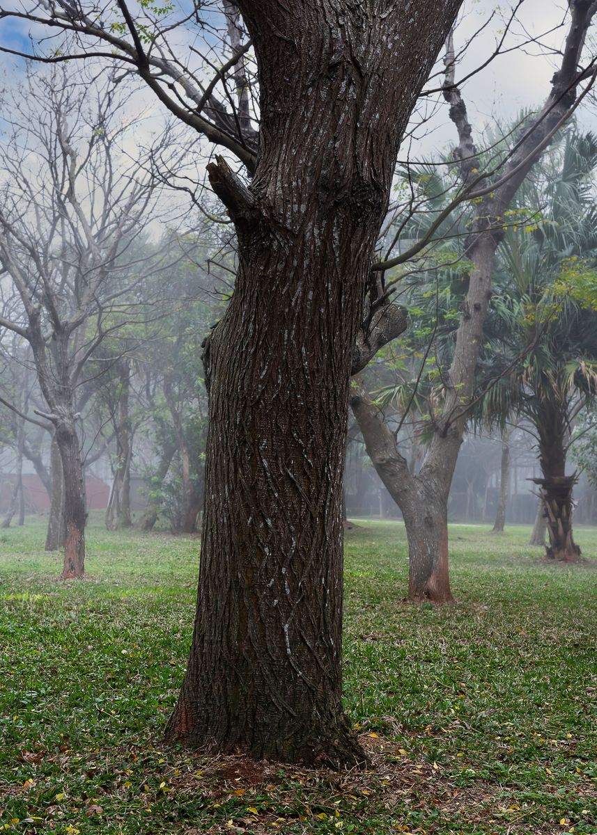 'The big tree in the park' Poster, picture, metal print, paint by ...