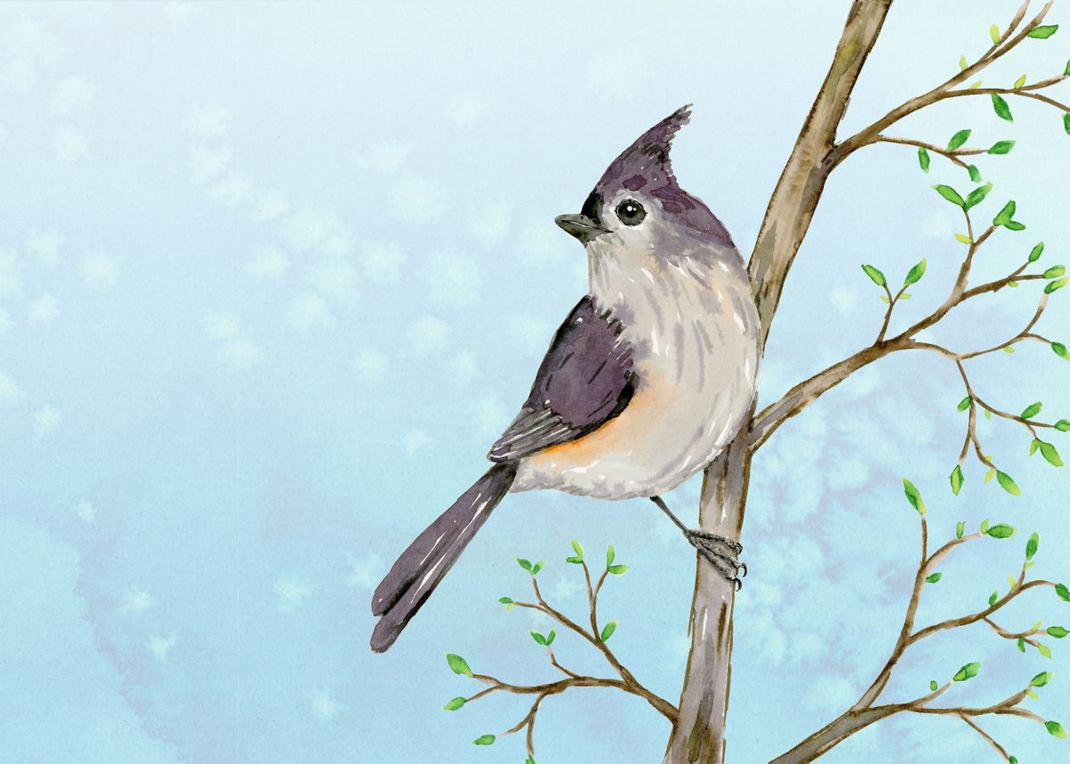 'Tufted titmouse watercolor' Poster by Bianca Wisseloo | Displate