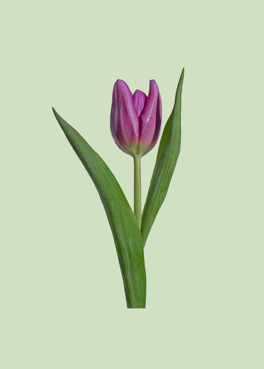 'Purple tulip minimal art' Poster, picture, metal print, paint by Katie ...