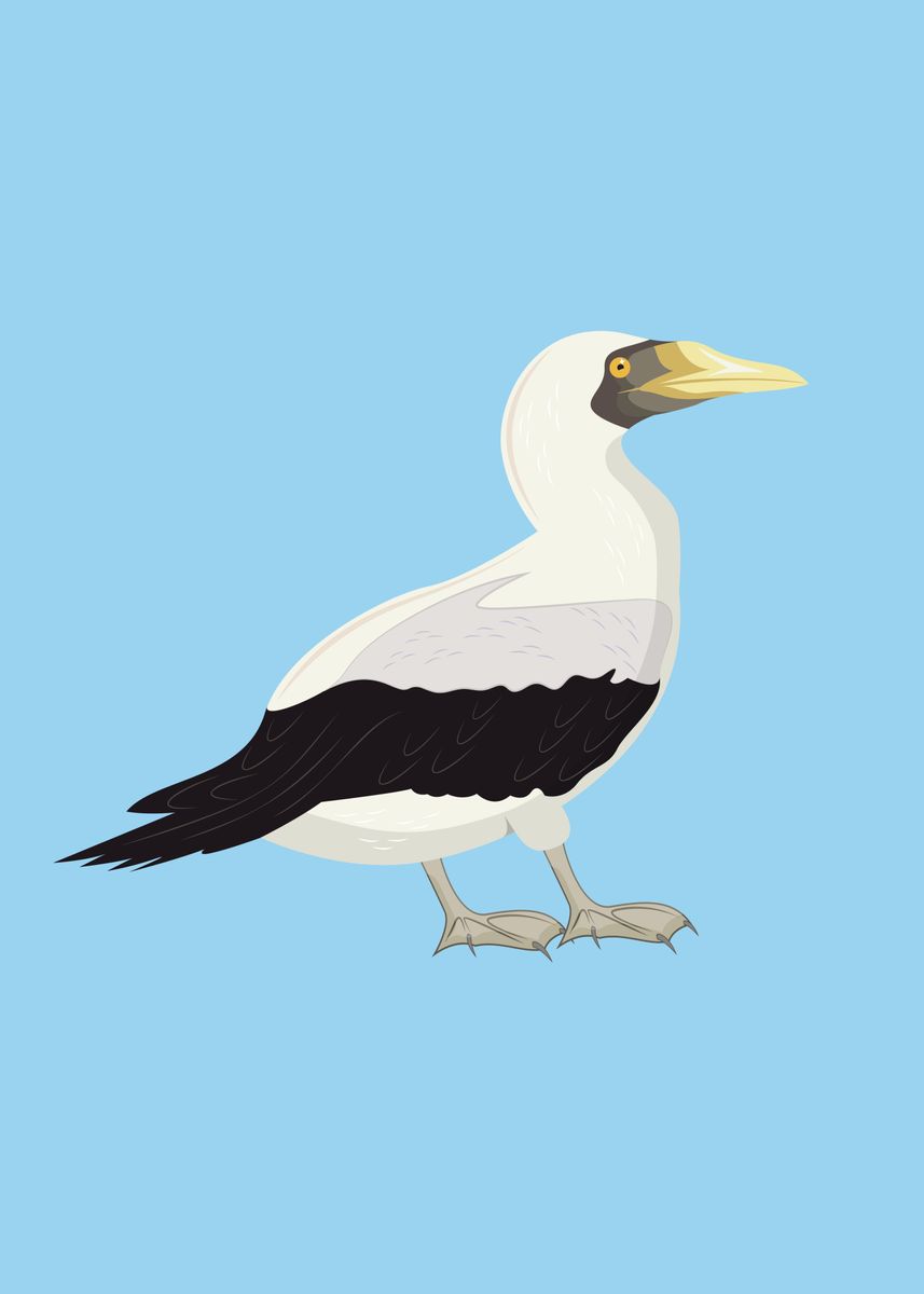 'Masked Booby Bird' Poster, picture, metal print, paint by Phil | Displate