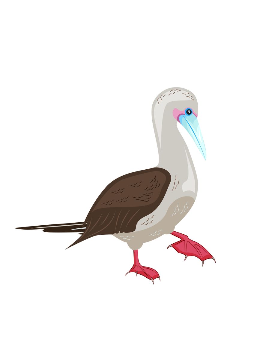 'Red Footed Booby Bird' Poster, picture, metal print, paint by Phil ...