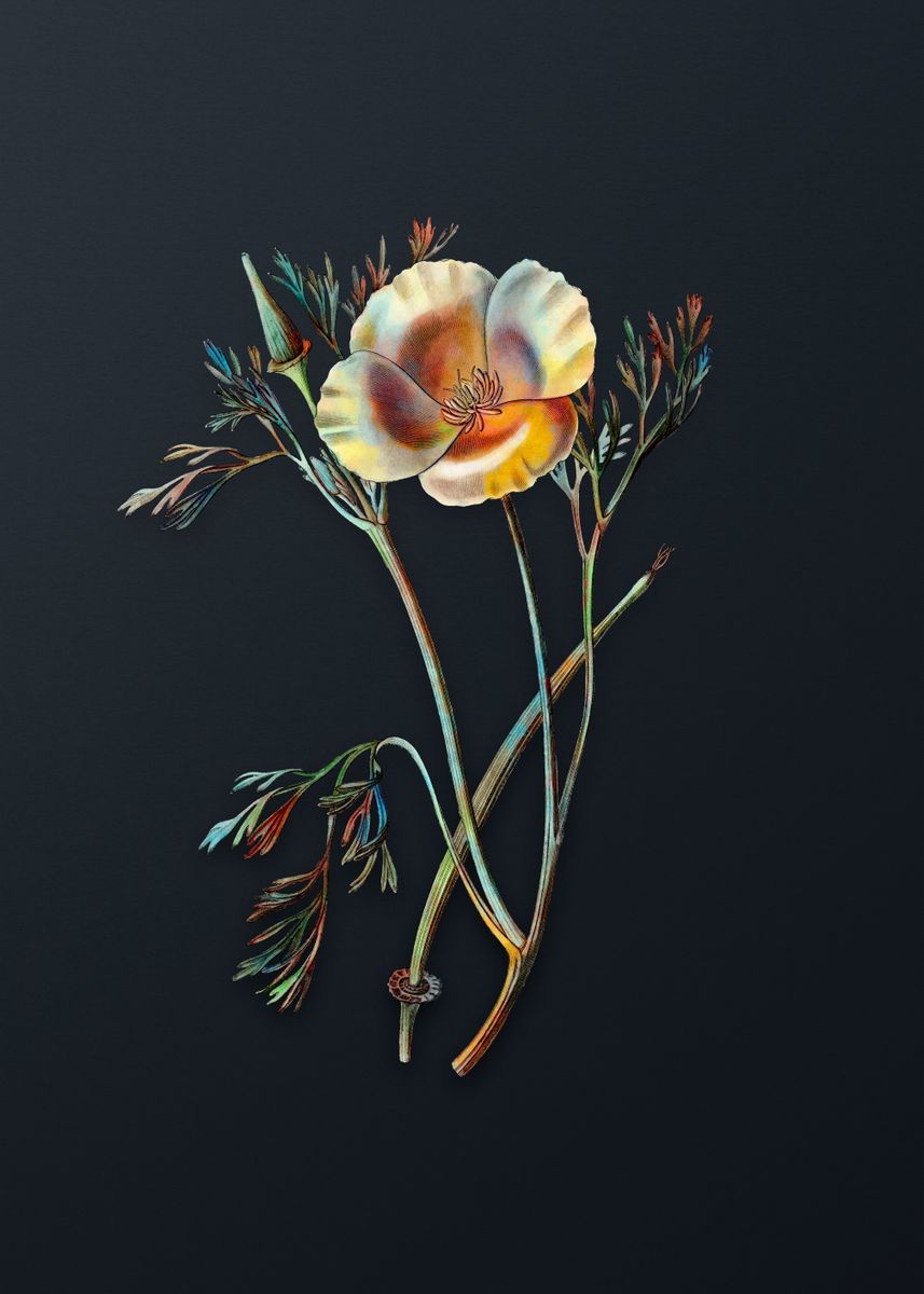 'Saffron Eschscholzia' Poster, picture, metal print, paint by Holy Rock ...