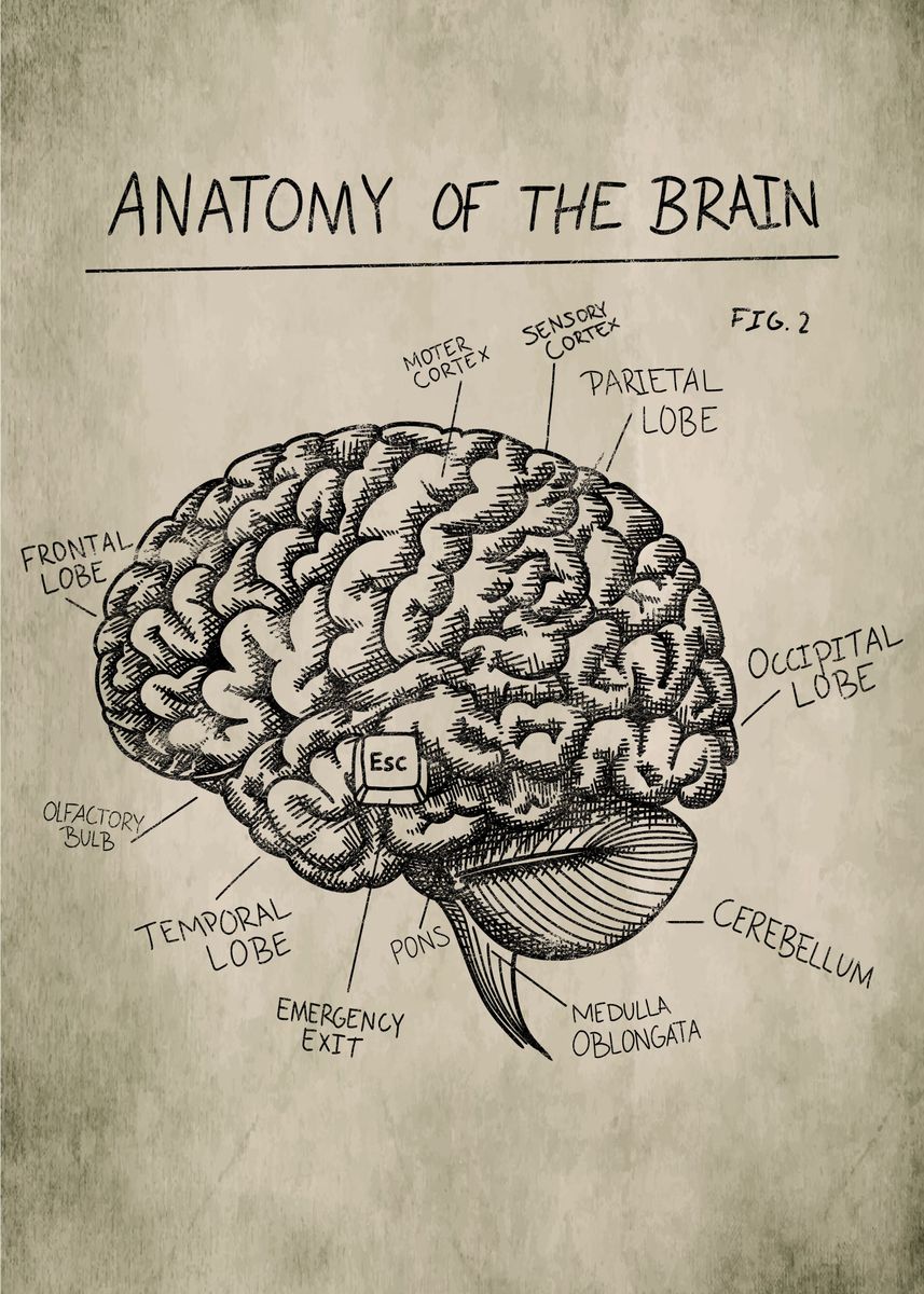 'Brain Medical Drawing Esc' Poster, picture, metal print, paint by ...