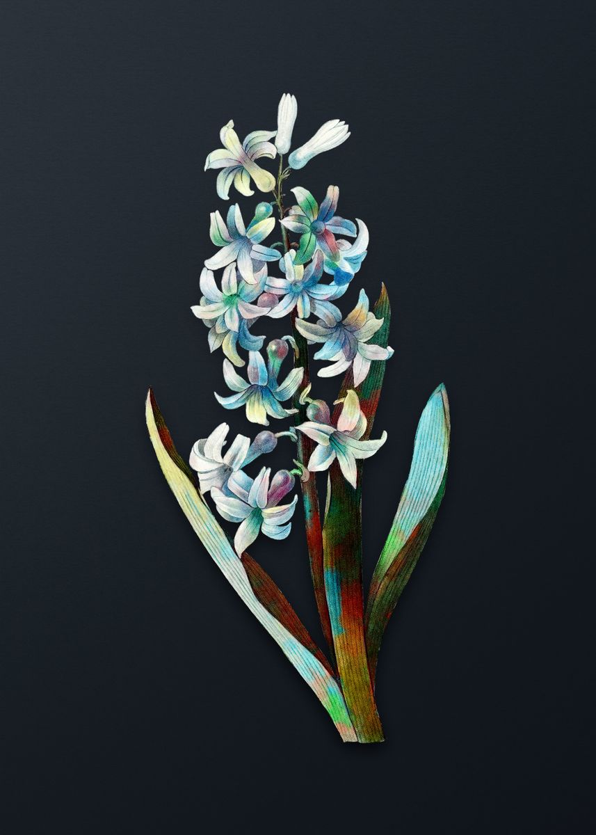 'Vintage Dutch Hyacinth' Poster by Holy Rock Design | Displate