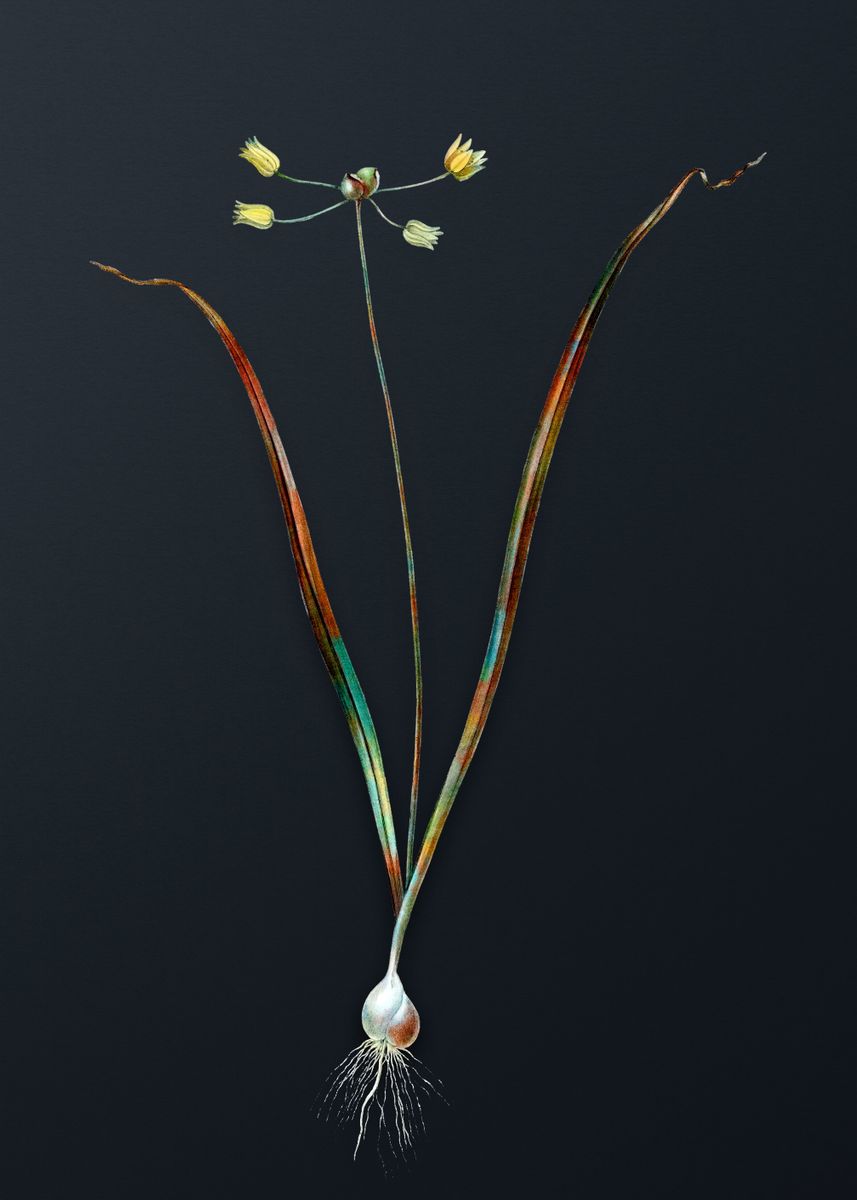 'Allium Scorzonera Folium' Poster, picture, metal print, paint by Holy ...