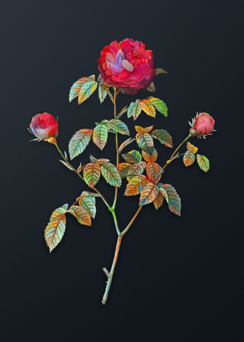 'Agatha Rose in Bloom' Poster, picture, metal print, paint by Holy Rock ...