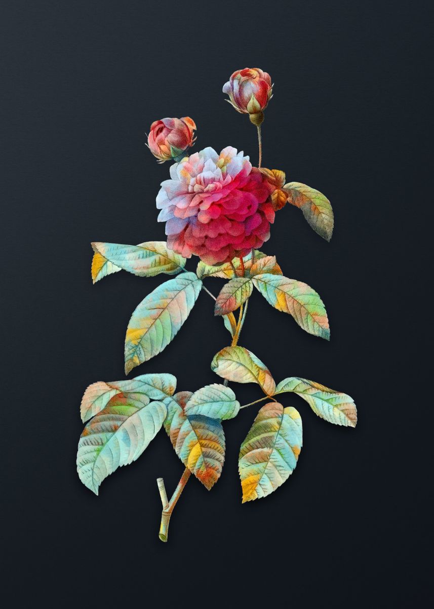 'Agatha Rose in Bloom' Poster, picture, metal print, paint by Holy Rock ...