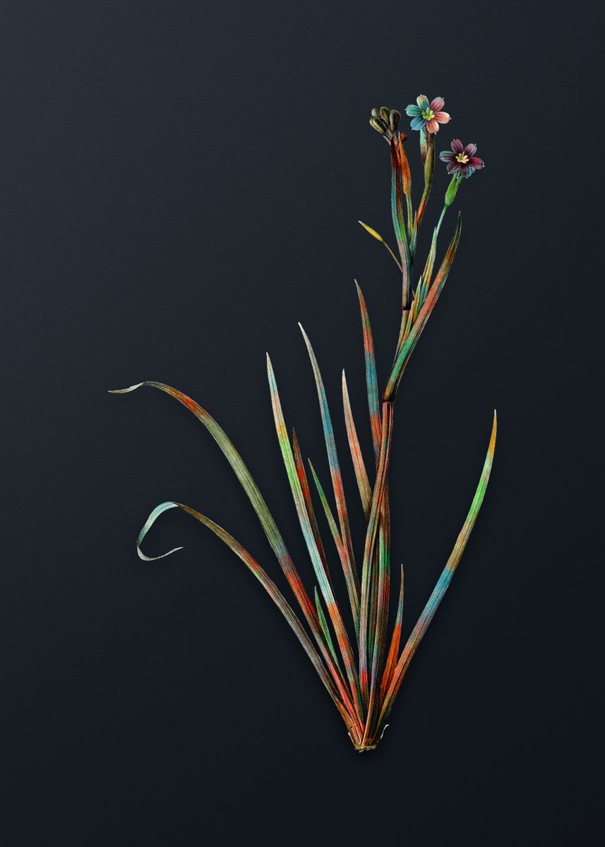 'Vintage Bermudiana Flower' Poster by Holy Rock Design | Displate