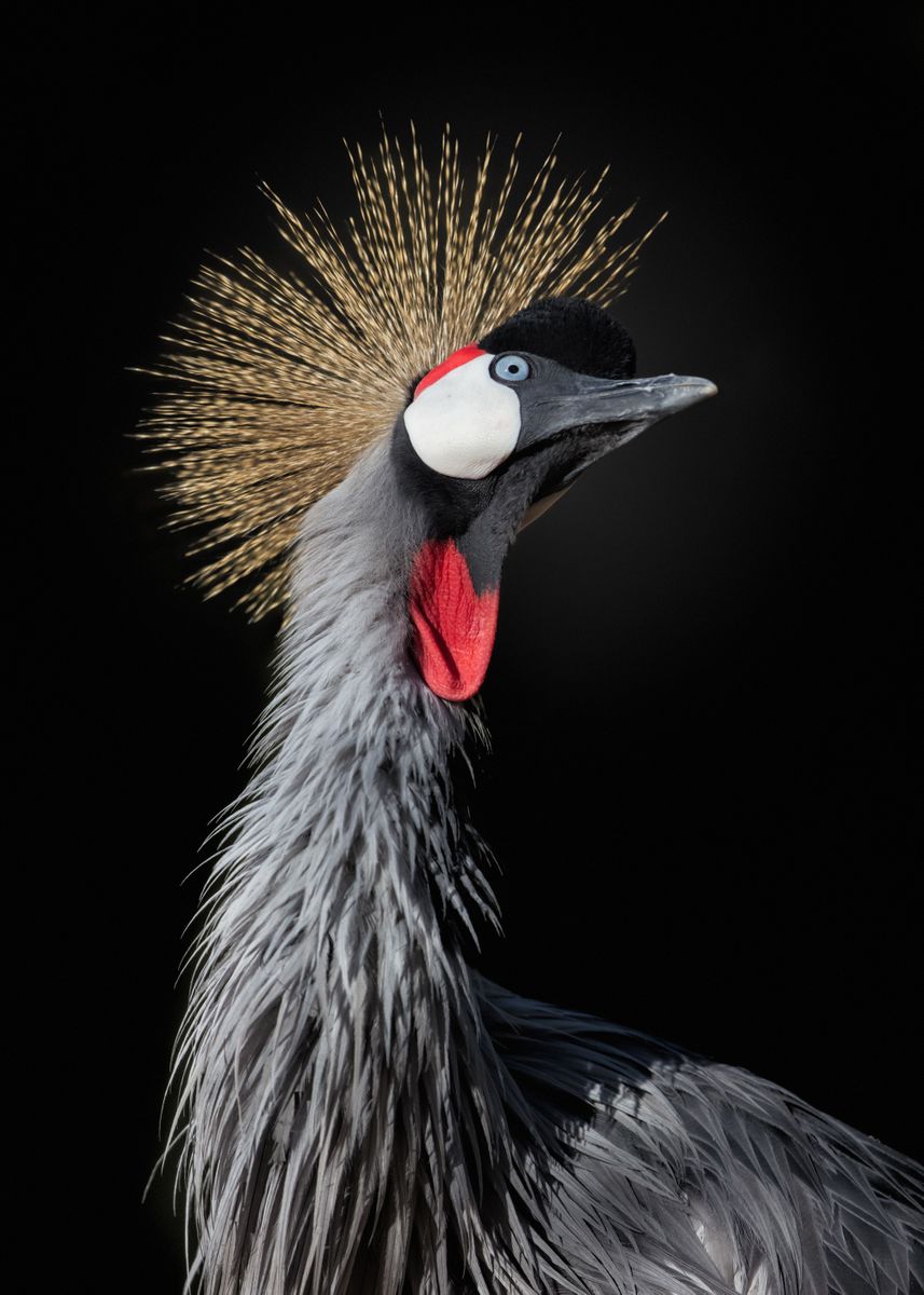 'Beautiful Crane' Poster, picture, metal print, paint by World Class ...