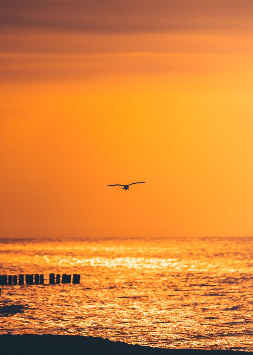 'Seagull' Poster by Adam Stolarczyk | Displate