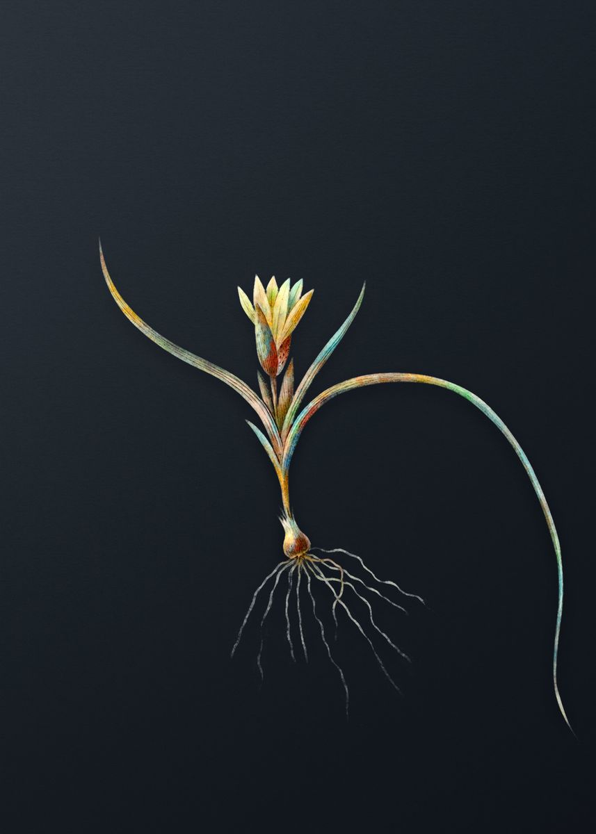 'Vintage Ixia Recurva' Poster, picture, metal print, paint by Holy Rock ...