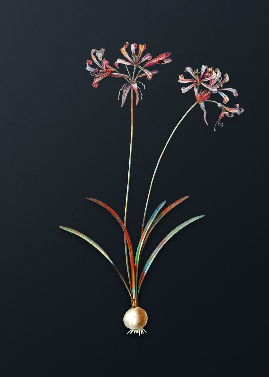 'Vintage Nerine Flower' Poster, picture, metal print, paint by Holy ...