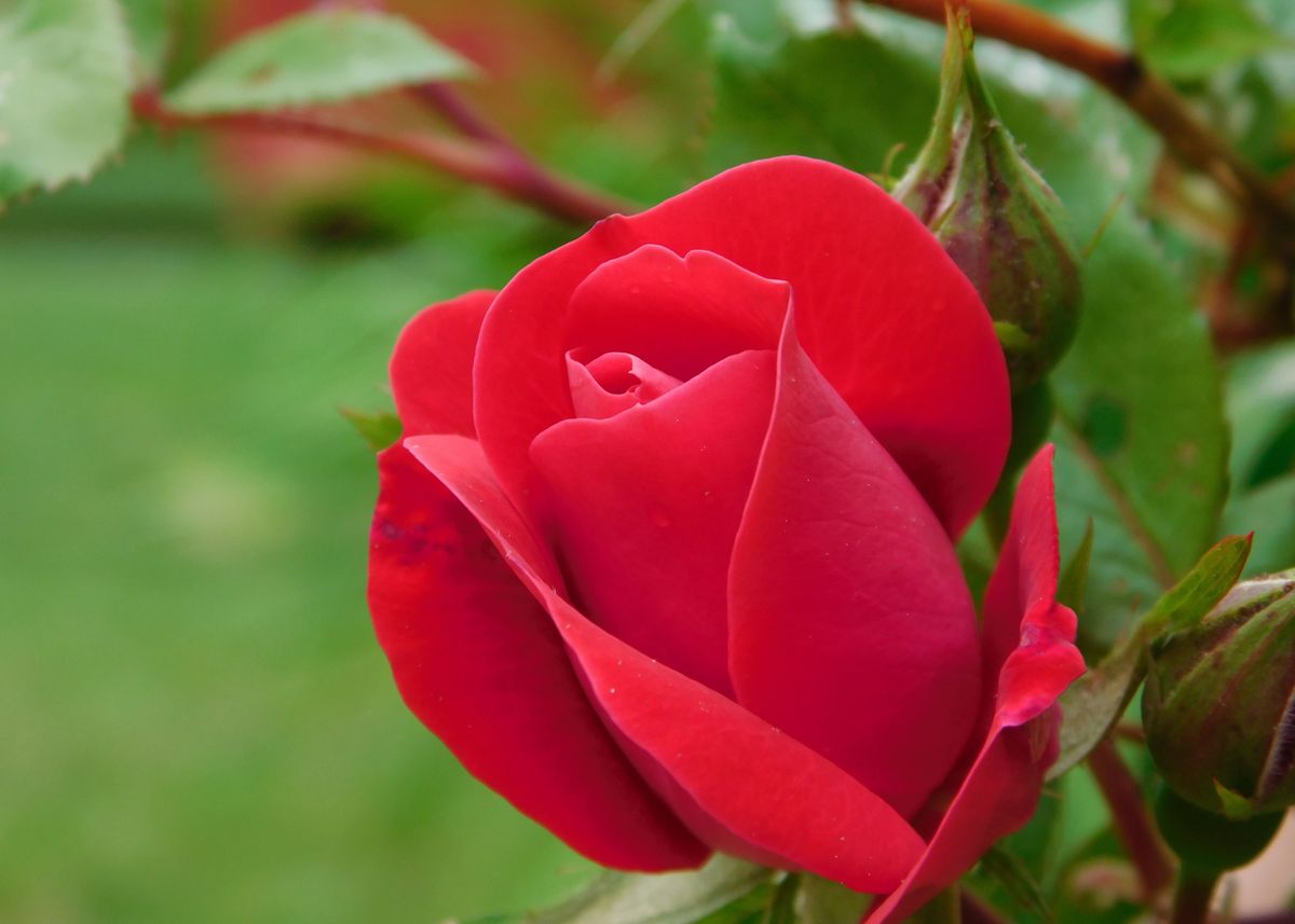 'Red Flower' Poster by Creativity Art | Displate