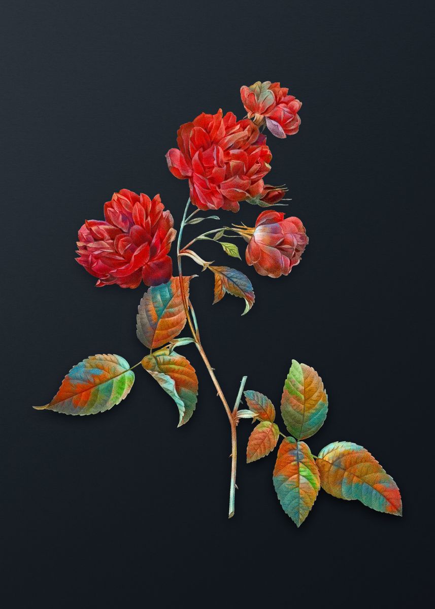 'Red Cabbage Rose in Bloom' Poster by Holy Rock Design | Displate