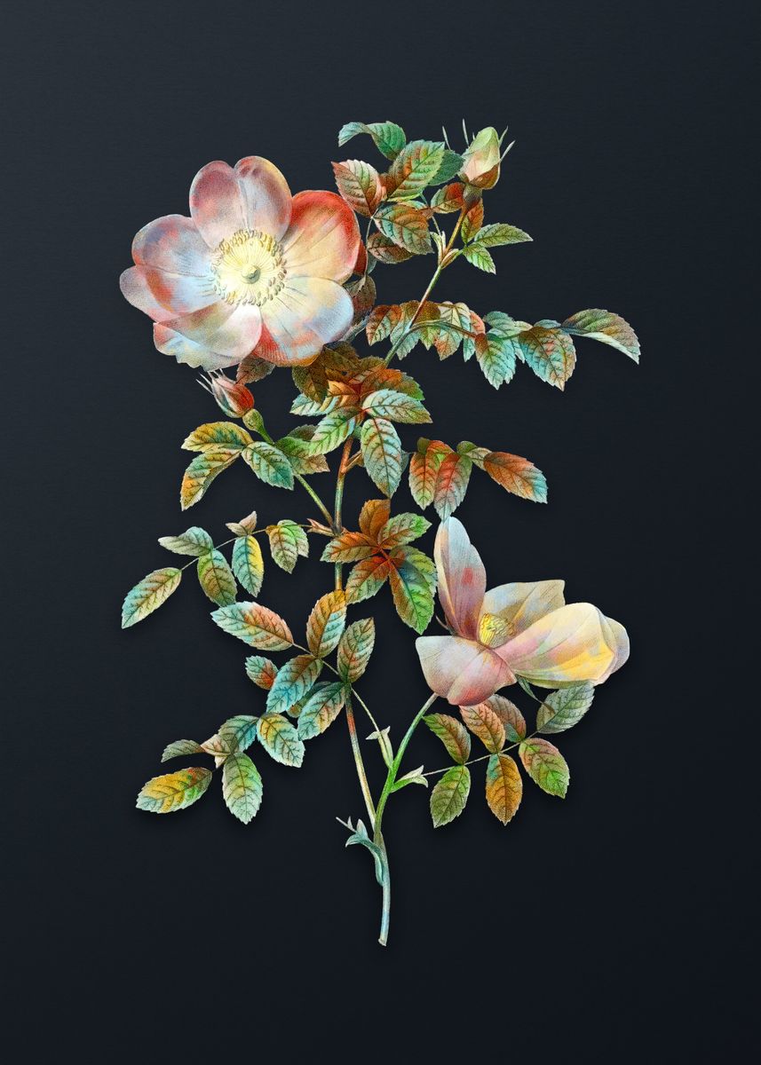 'Red Sweetbriar Rose Flower' Poster, picture, metal print, paint by ...