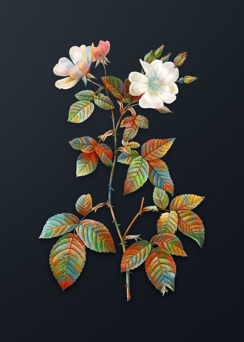 'Red Bramble Leaved Rose' Poster, picture, metal print, paint by Holy ...