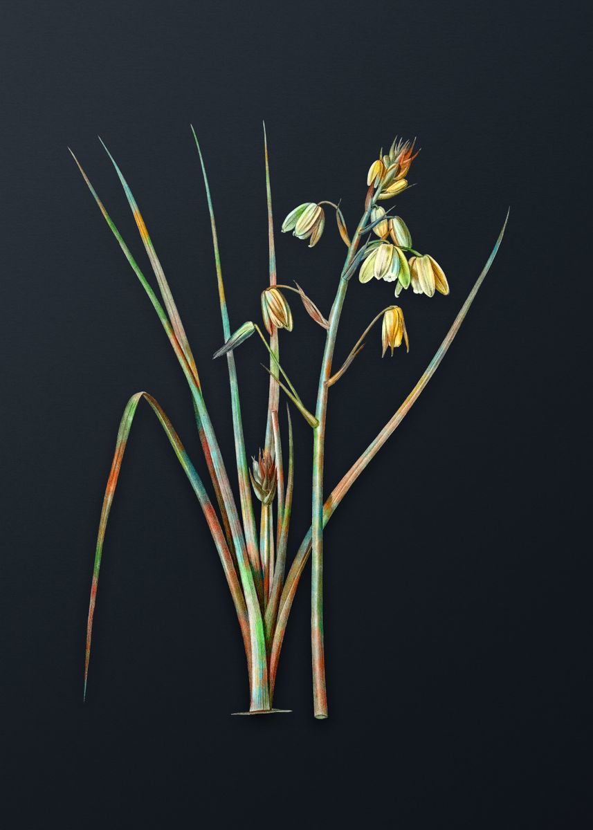 'Vintage Slime Lily Flower' Poster by Holy Rock Design | Displate