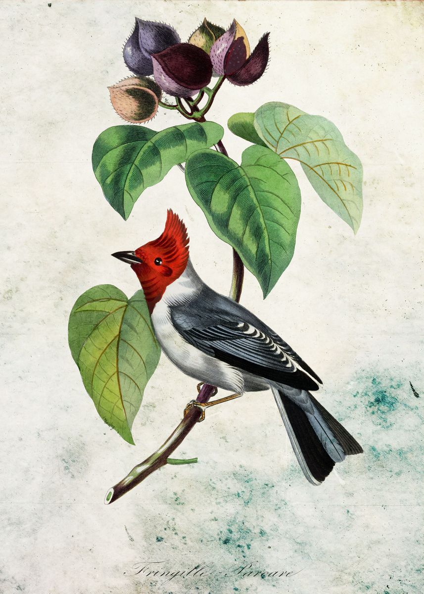 'Fringilla bird ' Poster, picture, metal print, paint by River Rice ...