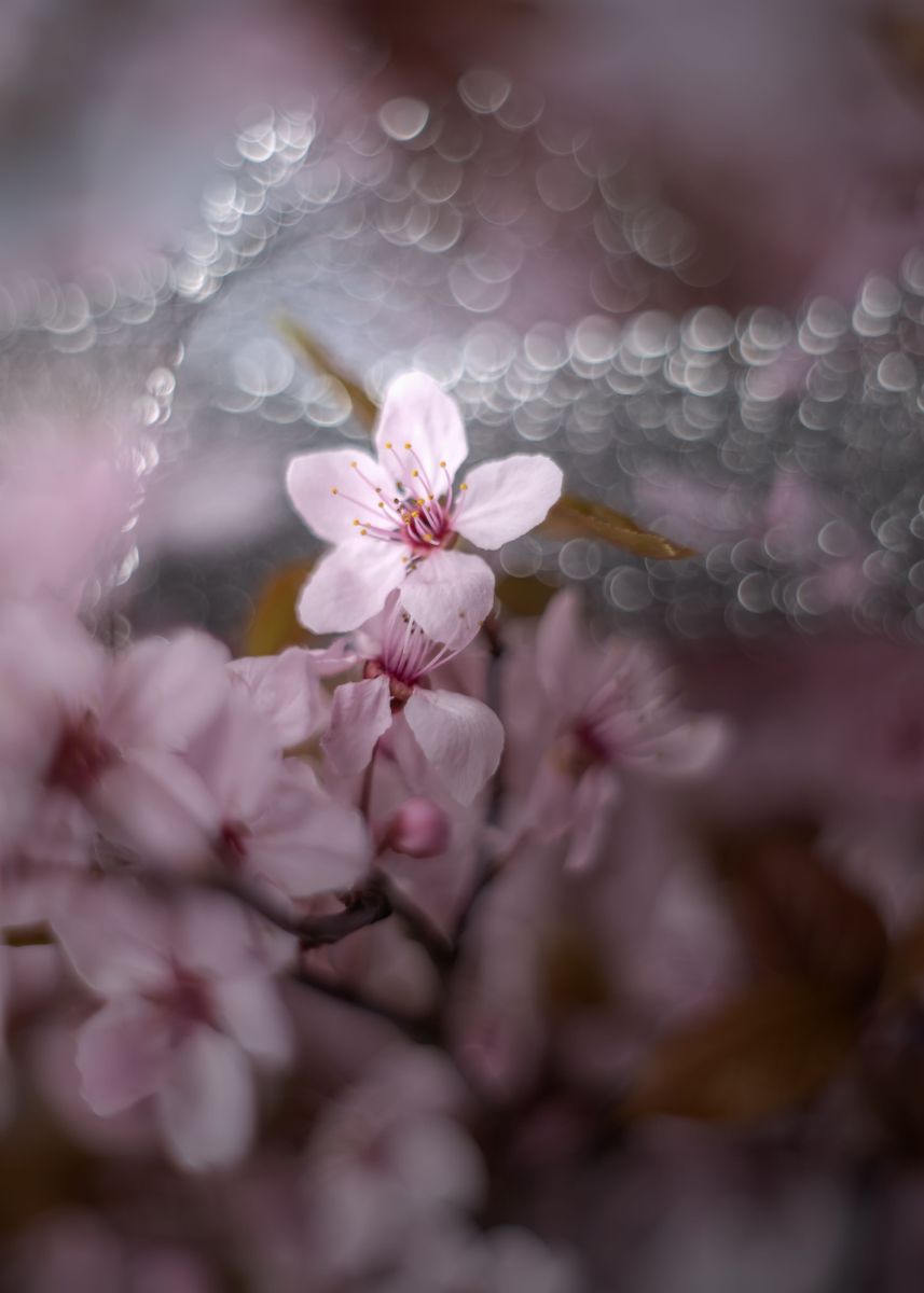 'Cherry blossom and drops' Poster by anettastar | Displate