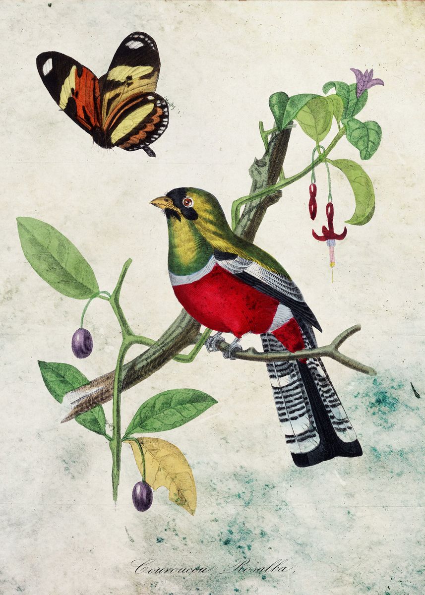 'Crimson rosella bird' Poster, picture, metal print, paint by River ...