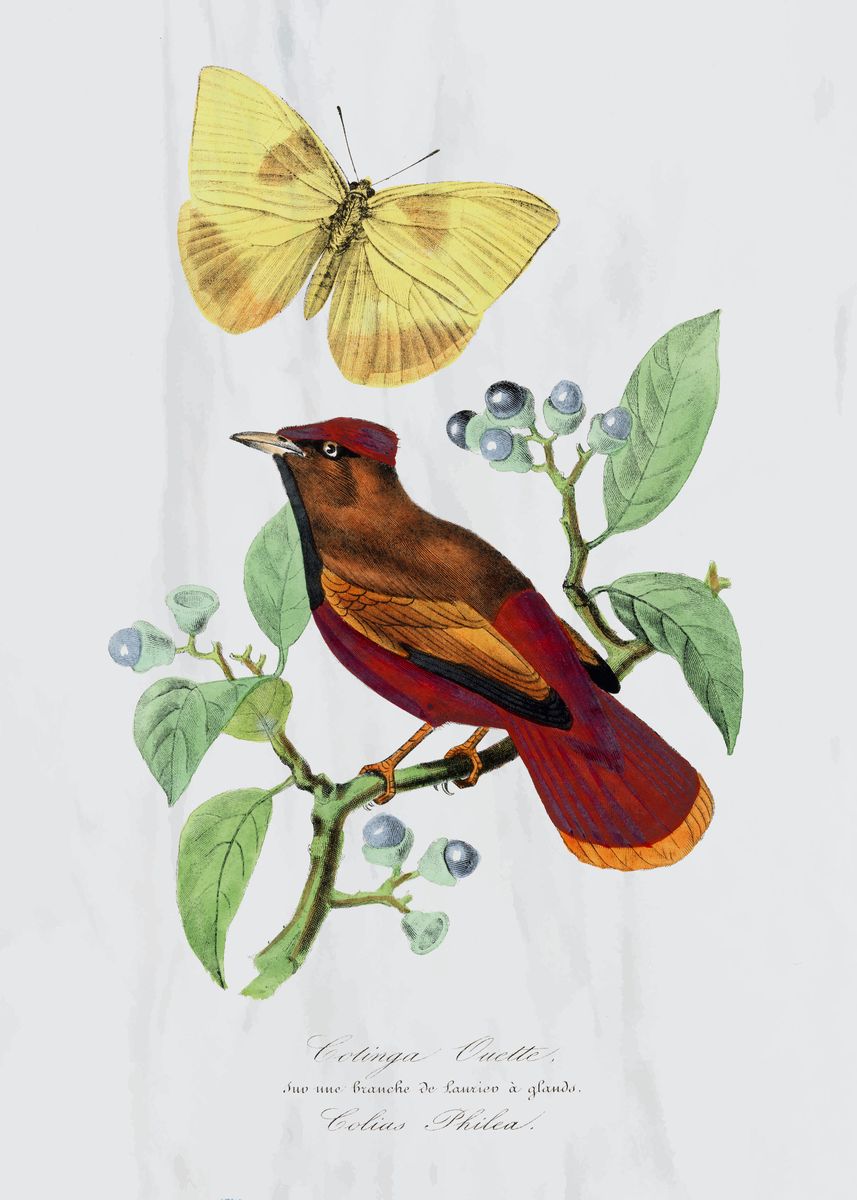 'Larks bird' Poster, picture, metal print, paint by River Rice | Displate