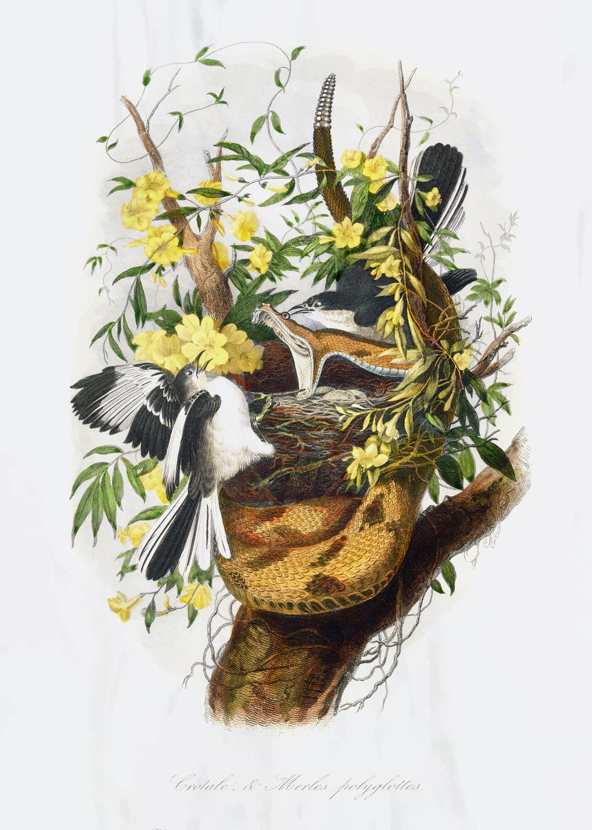 'Northern mocking bird ' Poster, picture, metal print, paint by River ...