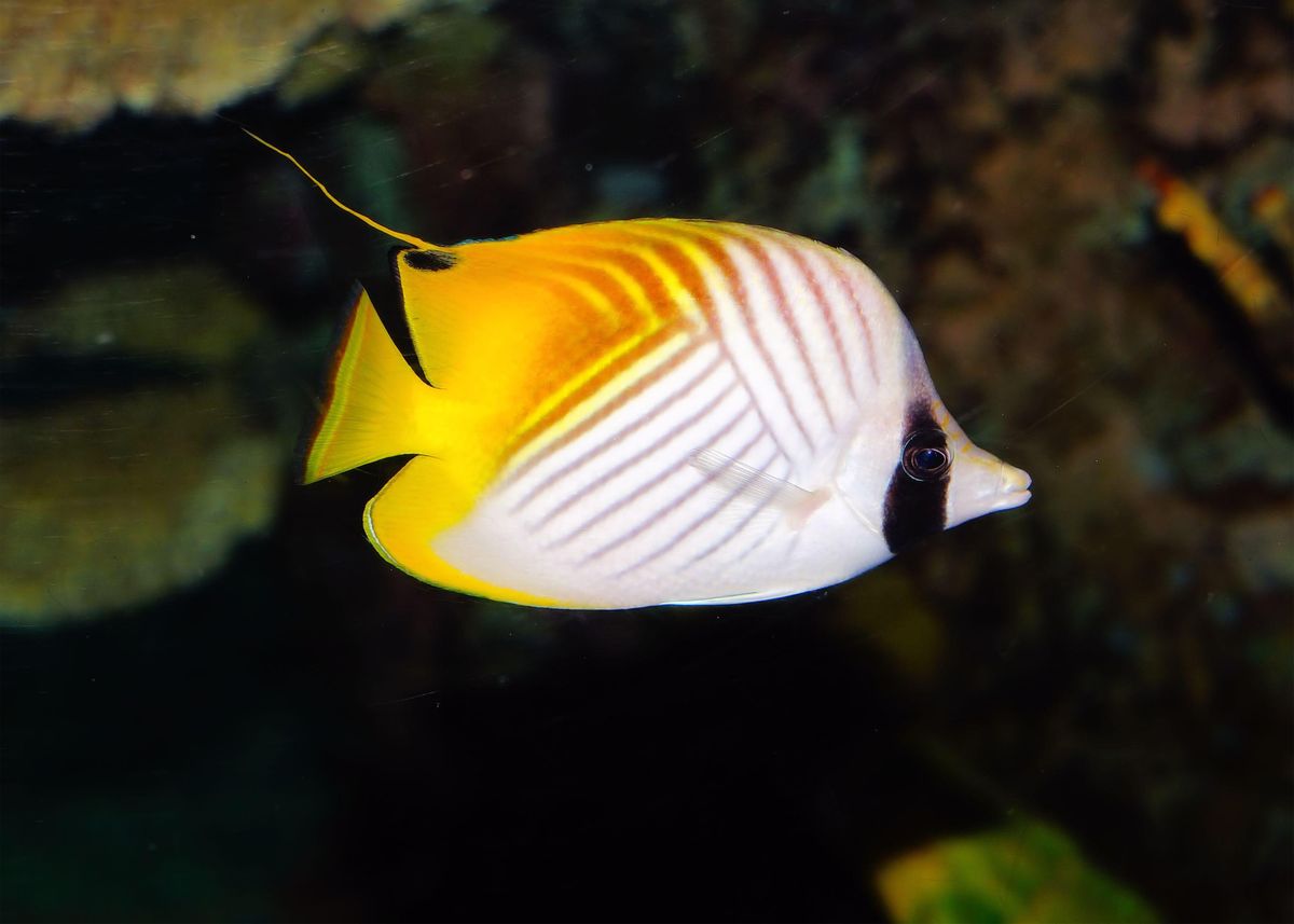 'aquarium fish' Poster by MrNguyen HaTang | Displate