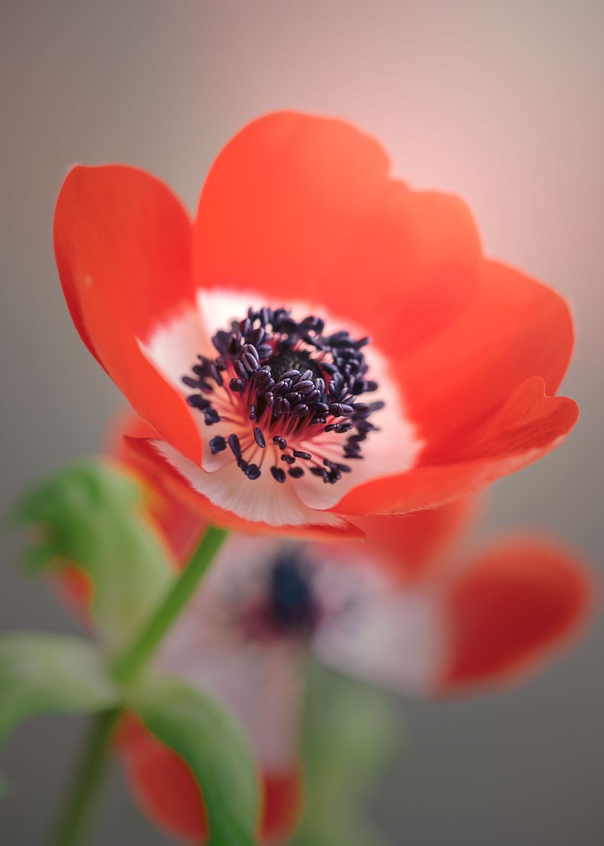 'Red anemone' Poster by anettastar | Displate