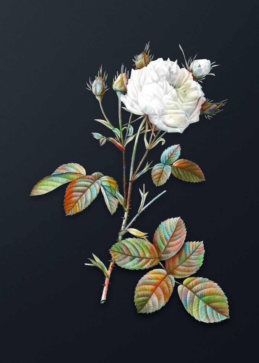 'White Provence Rose Flower' Poster, picture, metal print, paint by ...