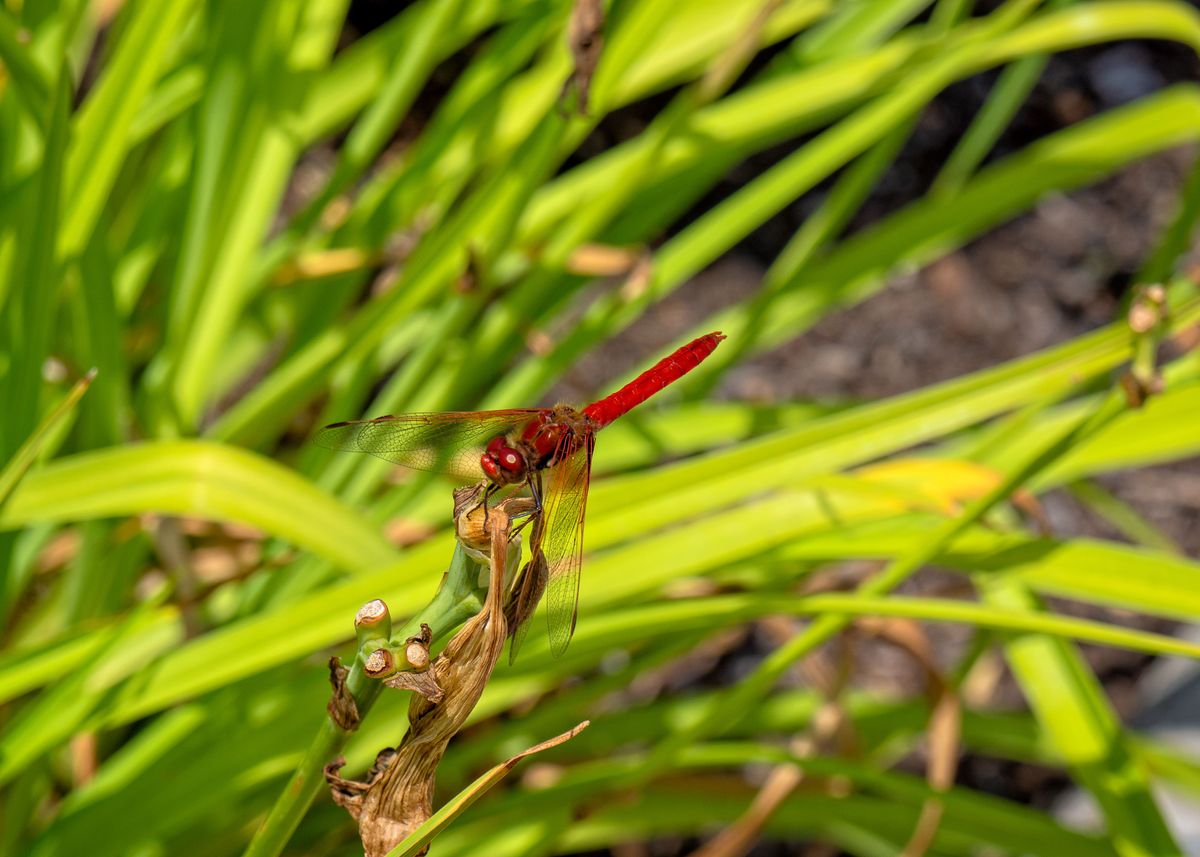 'The Red Hunter' Poster by Brian Grimmer | Displate