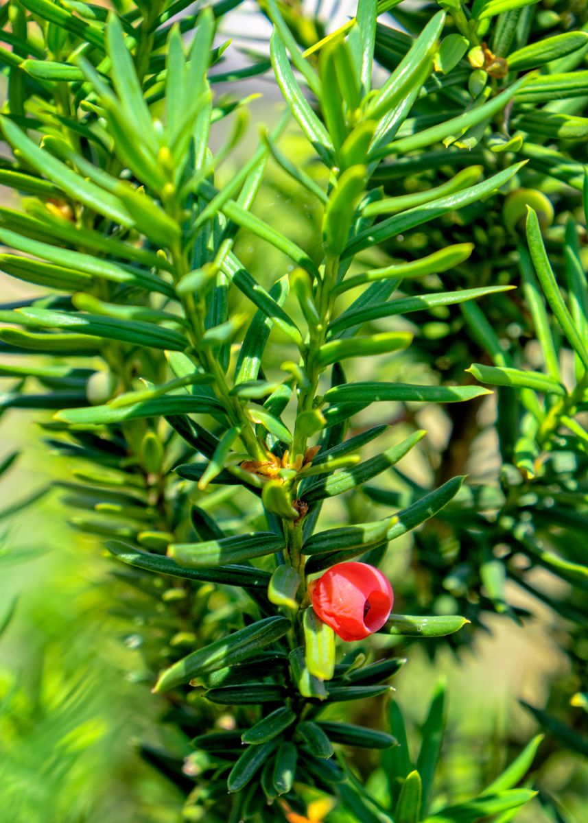 'Evergreen Berry' Poster, picture, metal print, paint by Brian Grimmer ...