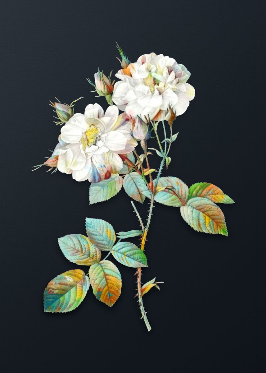 'Vintage White Damask Rose' Poster, picture, metal print, paint by Holy ...