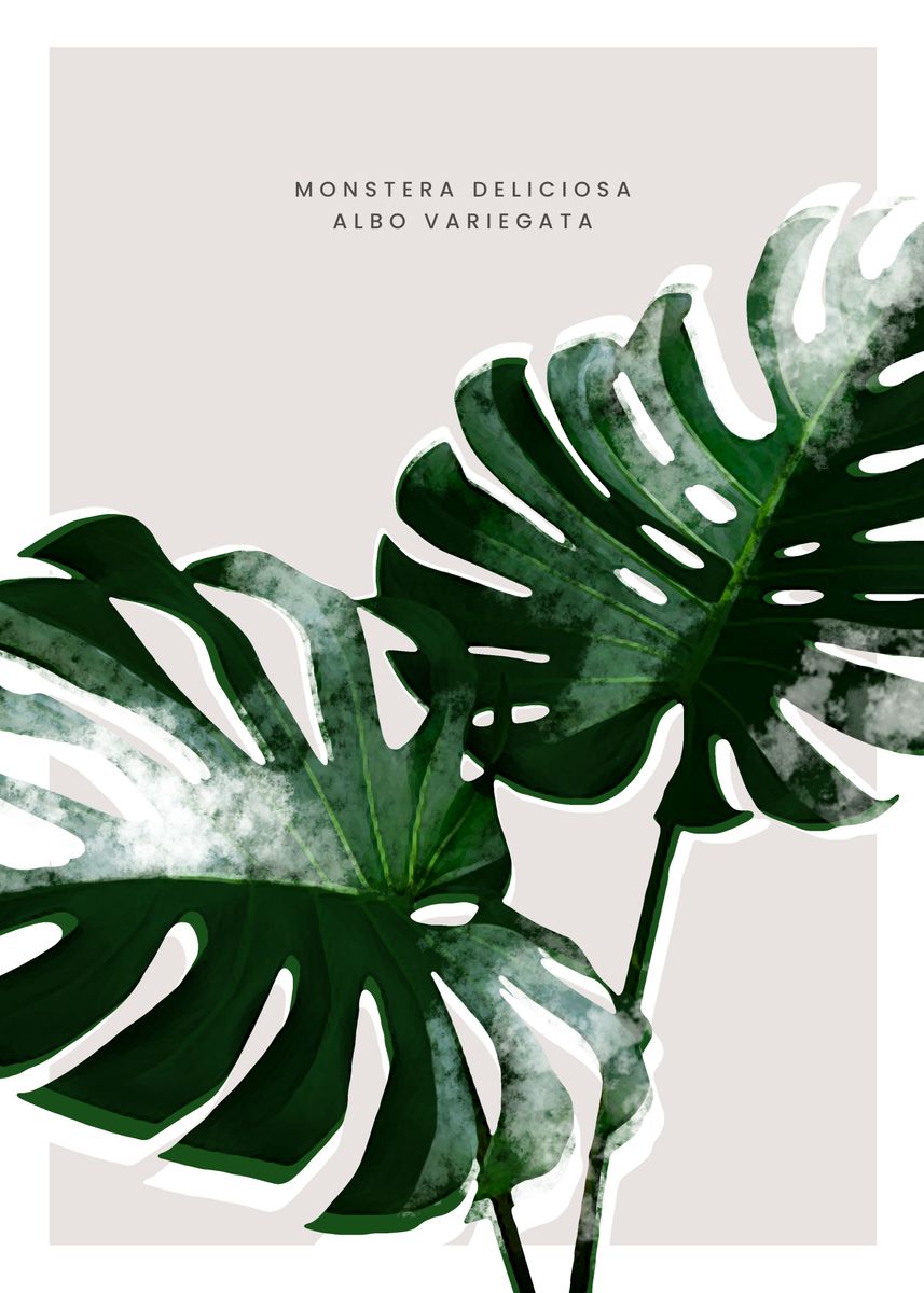 'Monstera deliciosa Albo' Poster by Linda Rosenau | Displate
