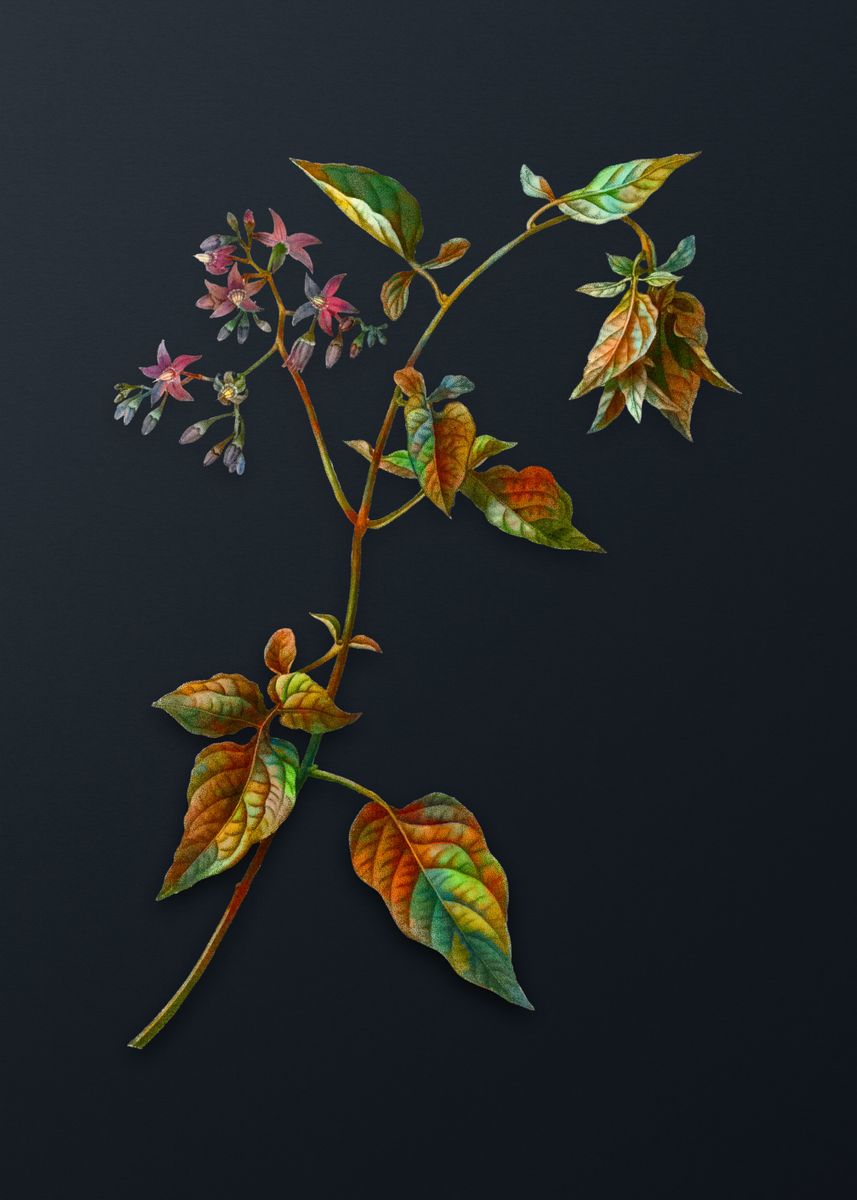 'Vintage Bittersweet Flower' Poster, picture, metal print, paint by ...