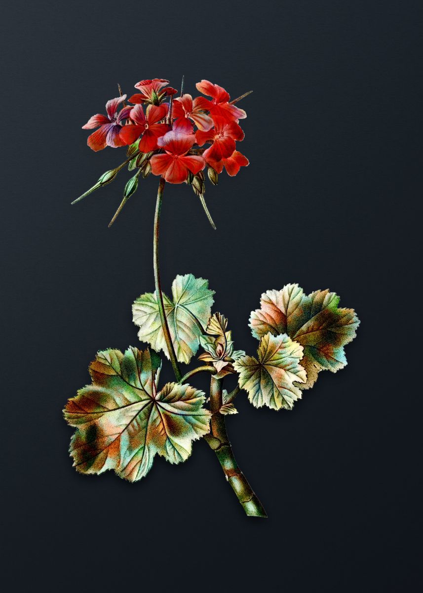 'Vintage Scarlet Geranium' Poster, picture, metal print, paint by Holy ...