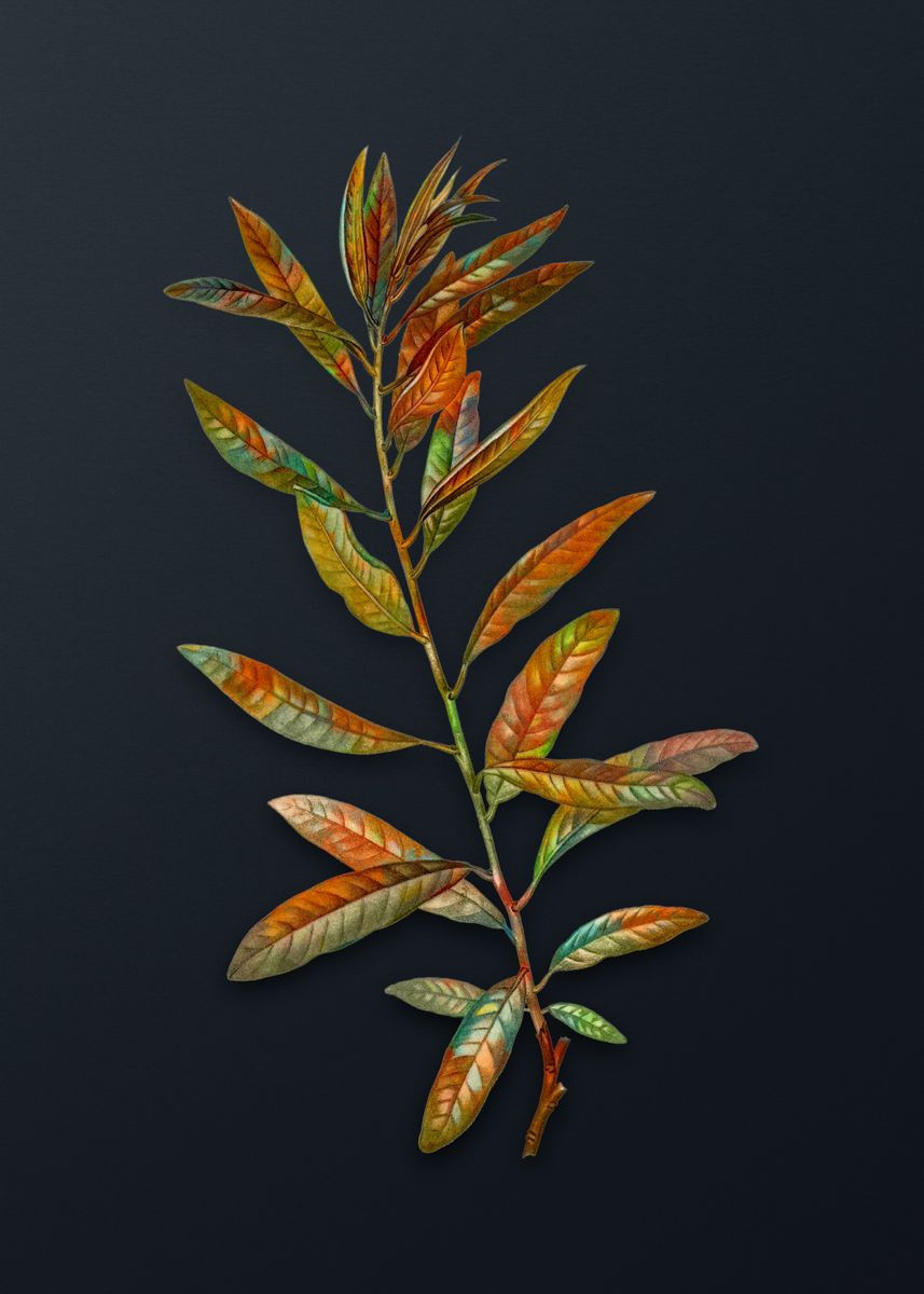 'Vintage Rhodora Flower' Poster, picture, metal print, paint by Holy ...