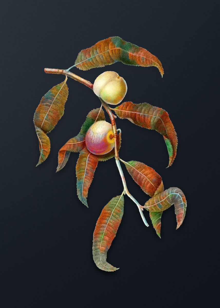 'Vintage Peach on Dark Gray' Poster, picture, metal print, paint by ...
