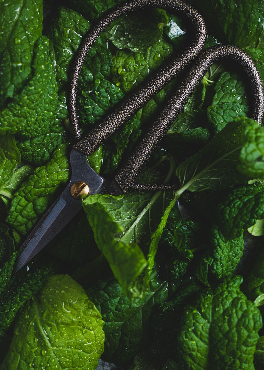 'Fresh mint' Poster, picture, metal print, paint by Malwina Lewinska ...