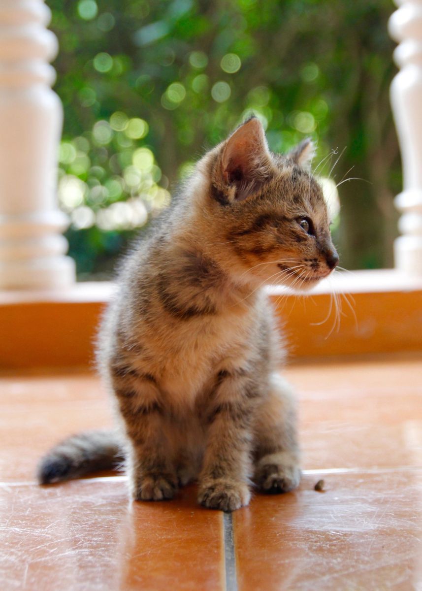 'Cat Cats Feline Kitty' Poster by Statements | Displate