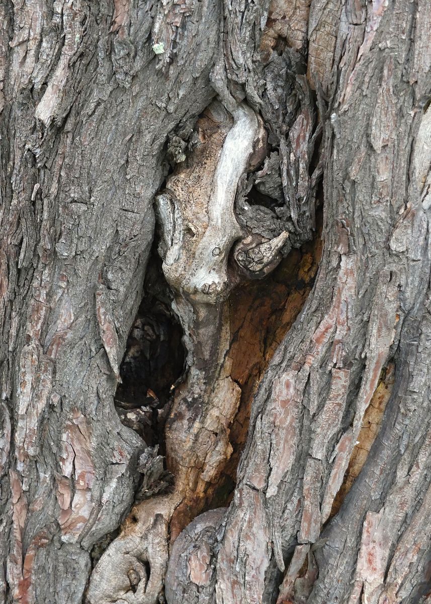 'Gnarled tree bark' Poster, picture, metal print, paint by ...