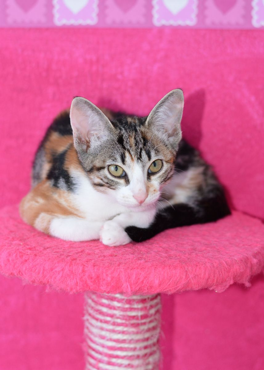 'Cat Cats Feline Kitty' Poster, picture, metal print, paint by ...