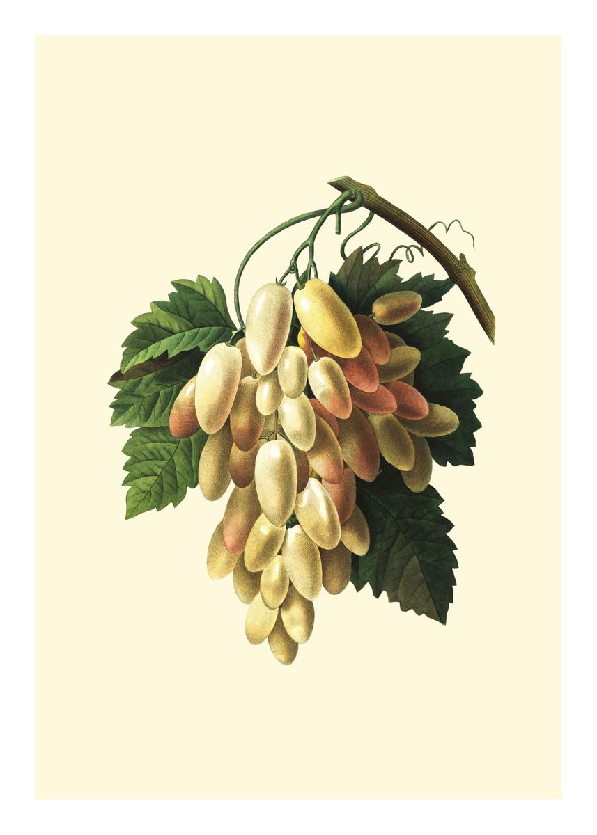 'Vintage grapes victorian' Poster, picture, metal print, paint by ...