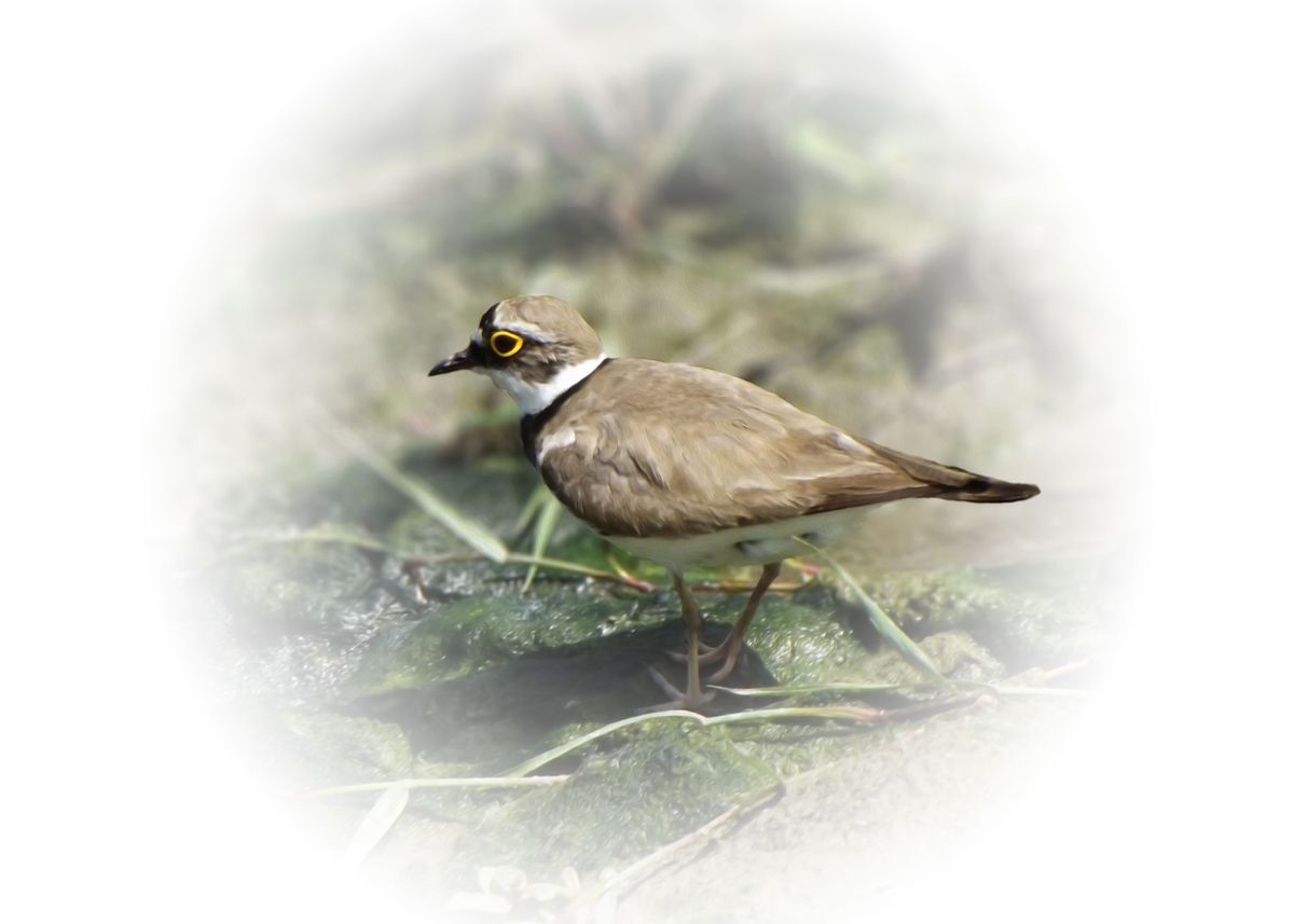 'Little ringed plover' Poster by Gyula Gvardián | Displate