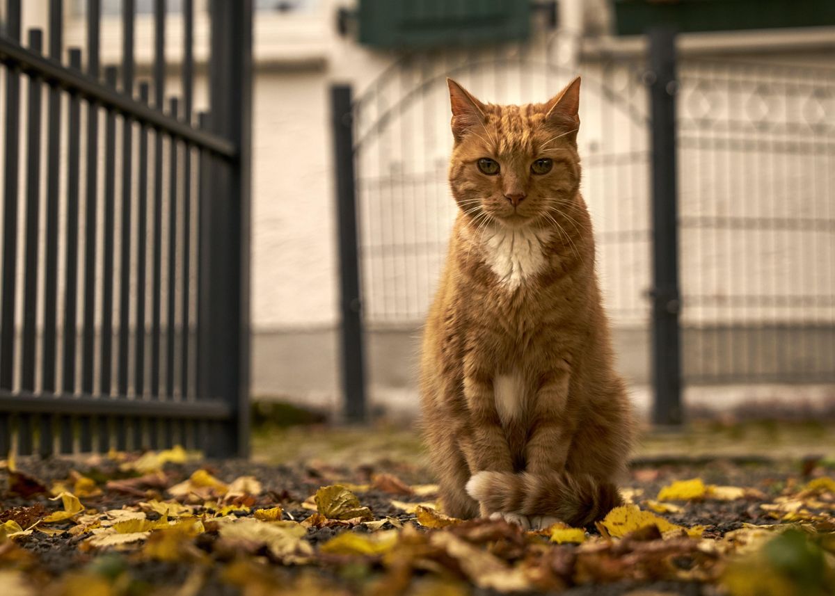 'Cat Cats Feline Kitty' Poster by Statements | Displate