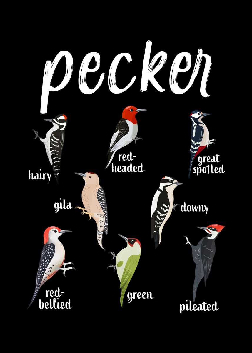 'Nice Pecker Funny bird' Poster, picture, metal print, paint by Phil ...