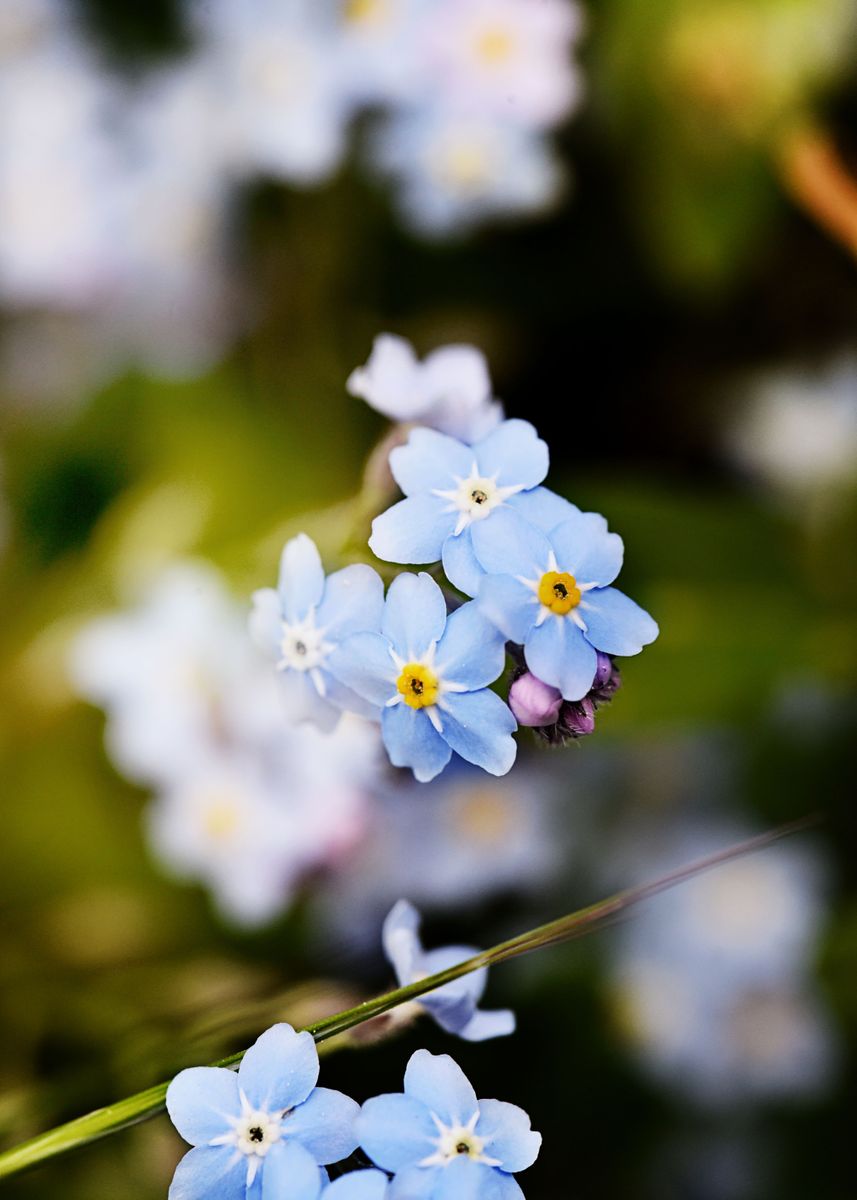 'Flower Blue Crop in Spring' Poster, picture, metal print, paint by ...