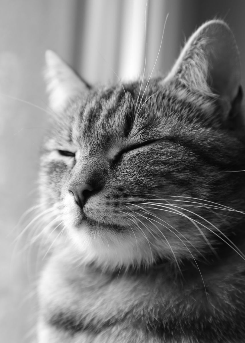 'Cat Cats Feline Kitty' Poster, picture, metal print, paint by ...