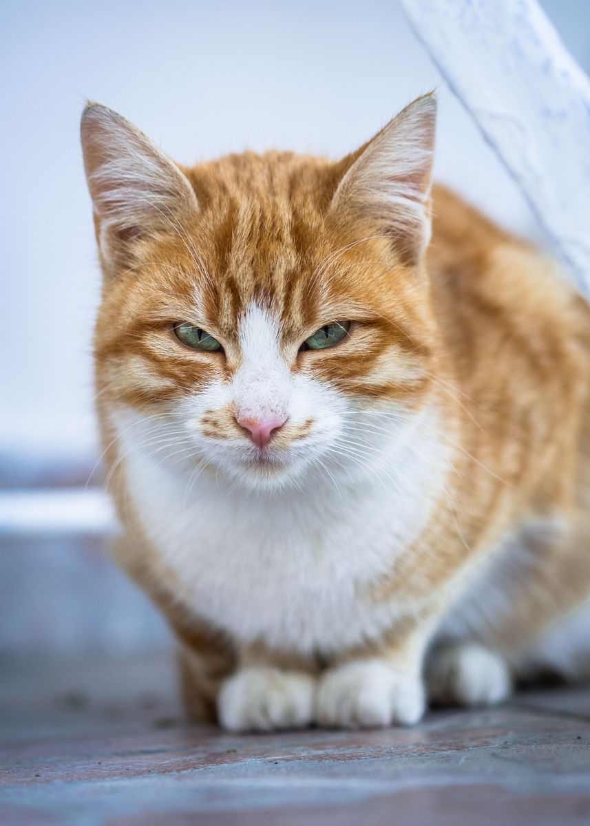 'Cat Cats Feline Kitty' Poster by Statements | Displate