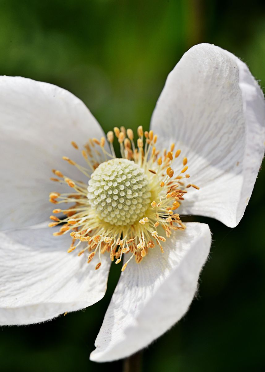 'White perennial flower' Poster by Stefan Merz | Displate